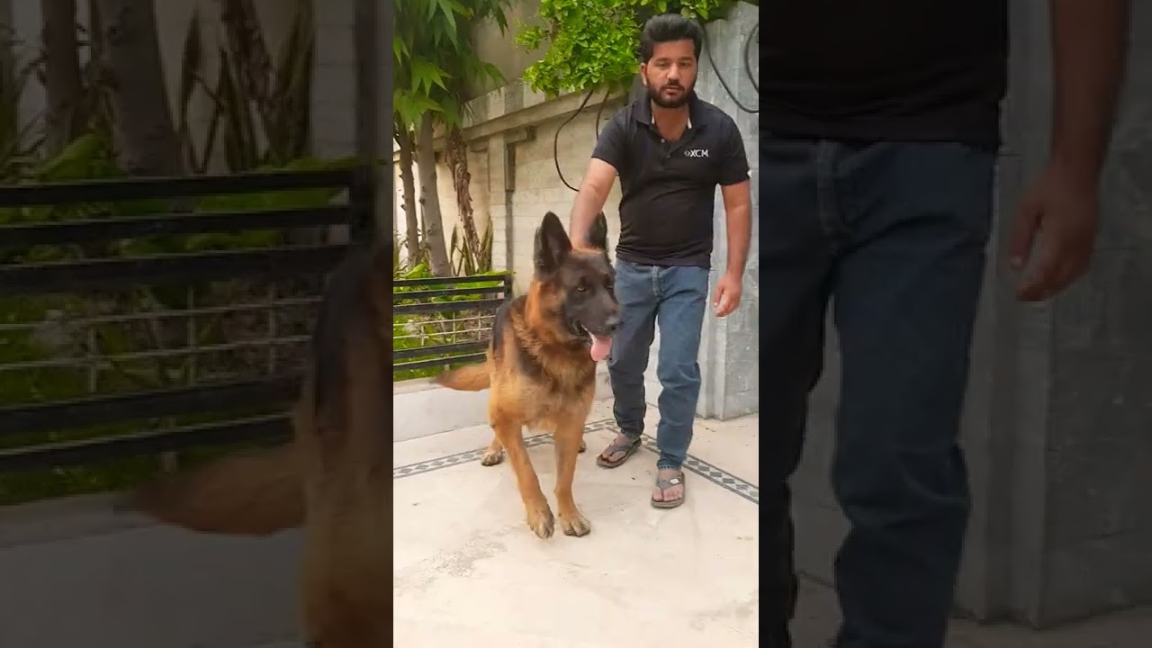 king shepherd | biggest german shepherd in world | #shorts #animals ...