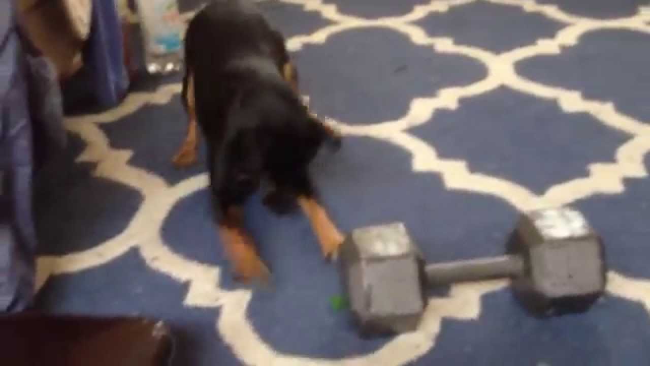 Teddy fights a gummy bear - YouTube