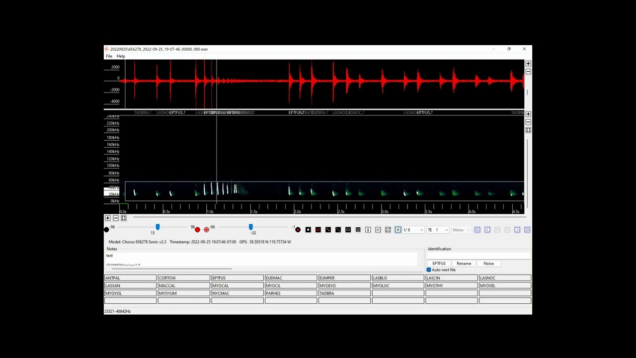 Bat Call from Ultrasonic Recording - YouTube
