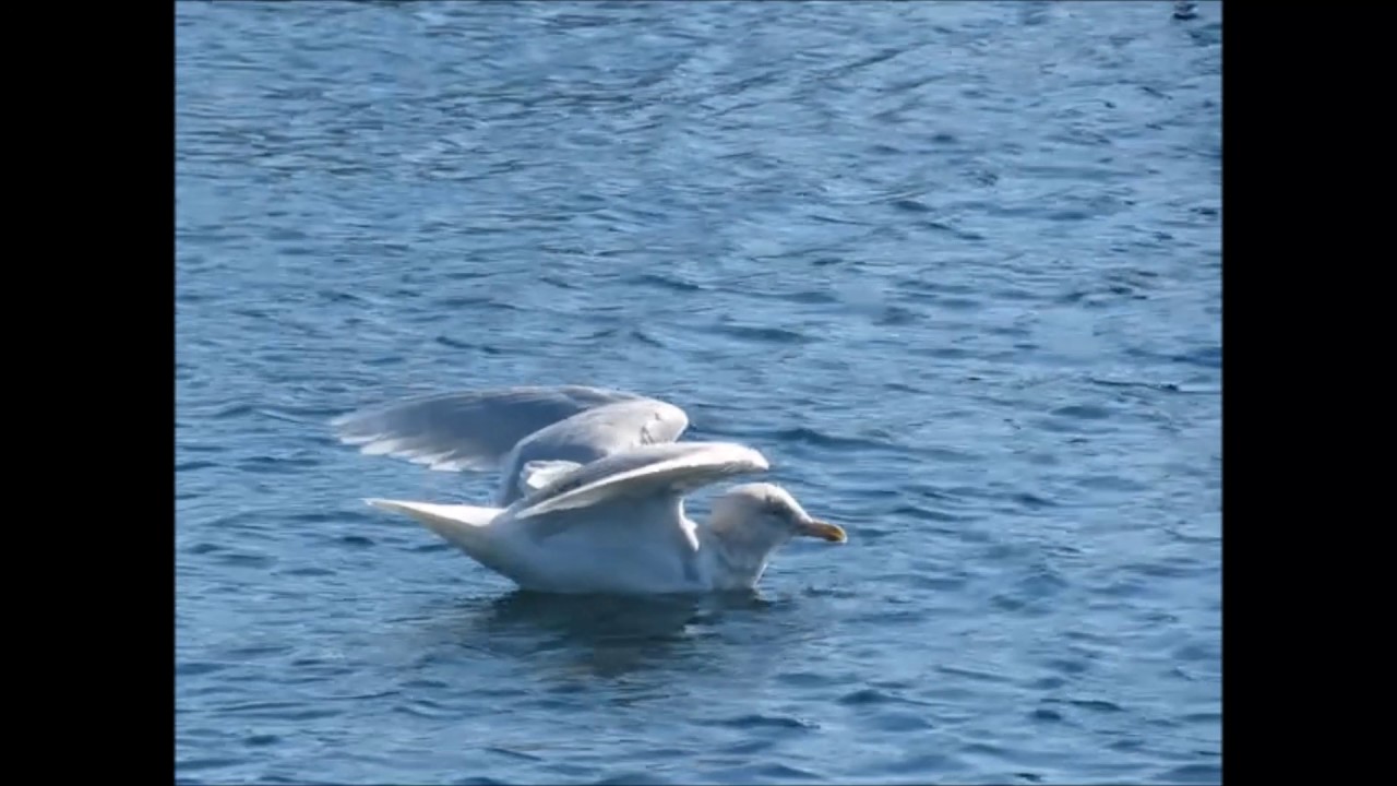 Gaviota hiperbórea (Larus hyperboreus)Cangas marzo 2017 - YouTube