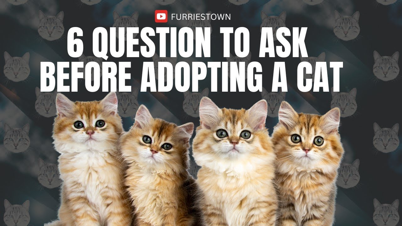 Part 1. Should You Adopt a Cat? 6 Questions to Ask Before Deciding ...