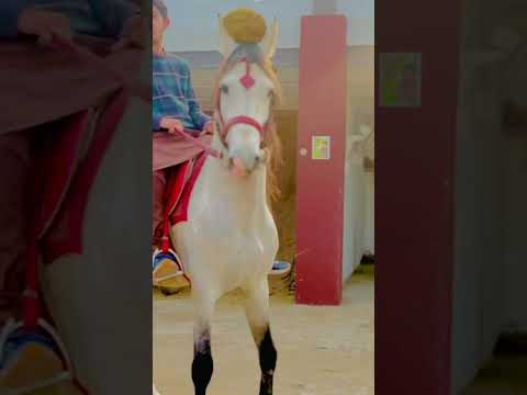 Khubsurt Sawa Ghora Rider Syed M Shah Muraf #horse #nezabazi # ...