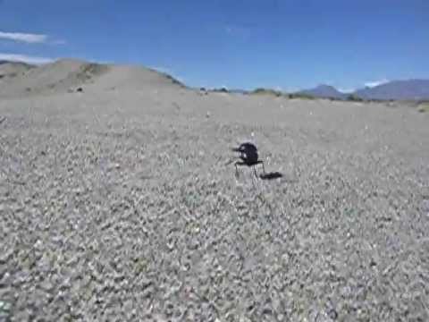 Torito (Diloboderus abderus) - YouTube