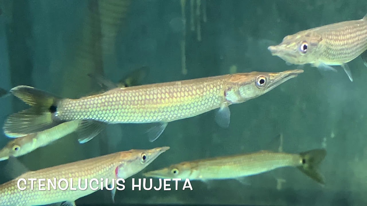 Hujeta Gar Size