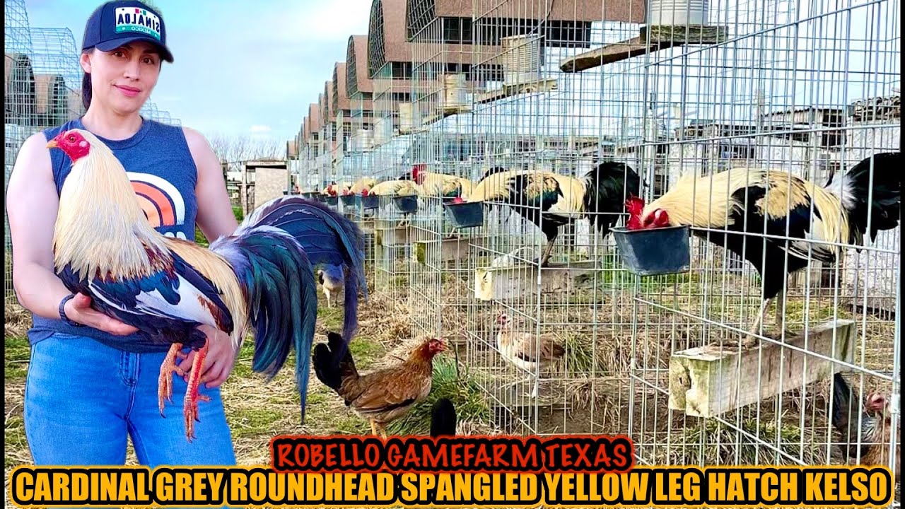 Cardinal Grey Roundhead Spangled Yellow Leg Hatch Kelso ~ ROBELLO ...