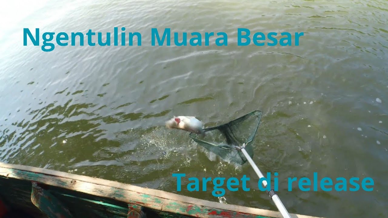 Ngentulin Kakap Muara Besar #AnglerKopiPenghubung #MancingMuara - YouTube