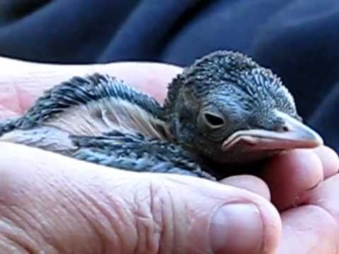 Steller's Jay baby - YouTube