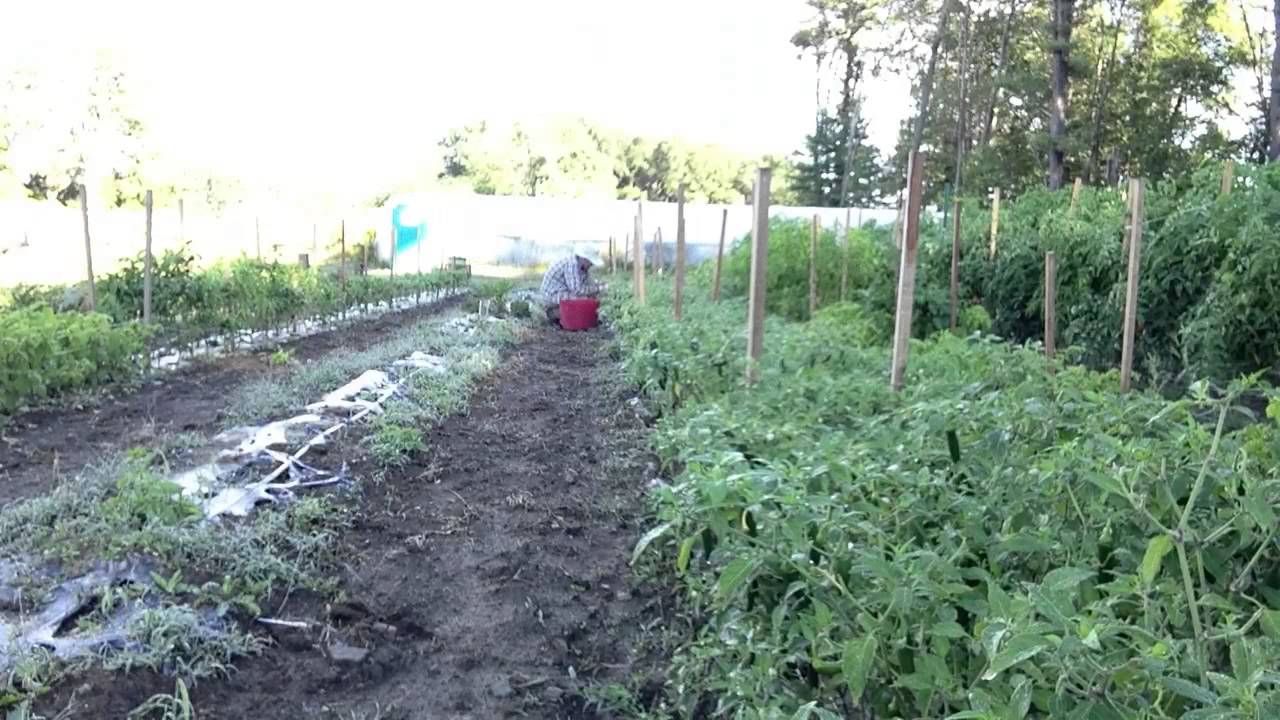 Sept 15 harvest at Pen and Pepper Farm - time lapse - YouTube