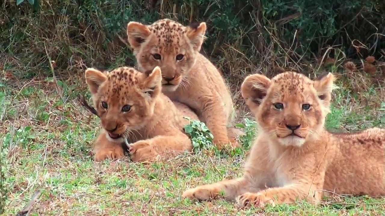 Cute Baby Lion Sound – Meow Moan Growl Snarl – Africa Wild Animal Sound ...