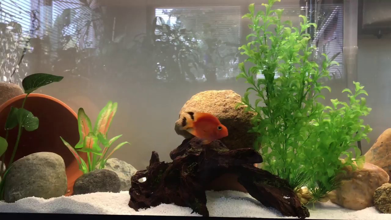 Meet our newest. Blood parrot cichlid with a heart eye - YouTube