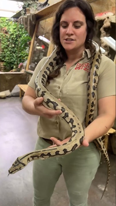 Carpet Python straight from Australia🤩🙌 - YouTube