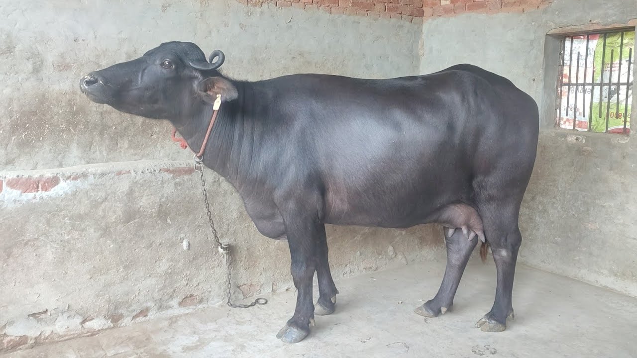 Beautiful Buffalo For Sale, ਬਹੁਤ ਸੋਹਣੀ ਝੋਟੀ ਵਿਕਾਊ - YouTube