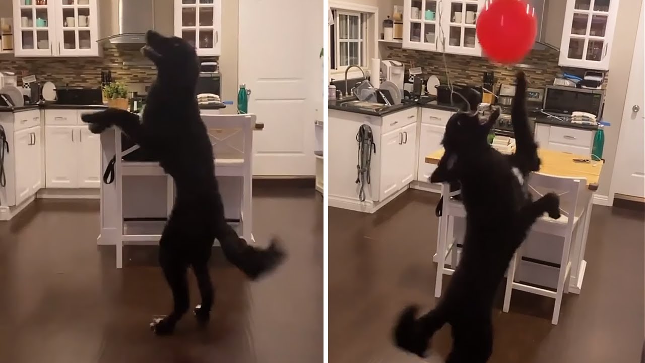 Labradoodle practices for his dog ballet audition #shorts - YouTube