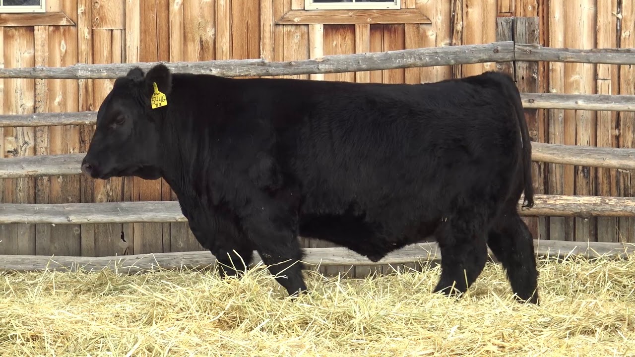 Circle L Angus Lot 2 - YouTube