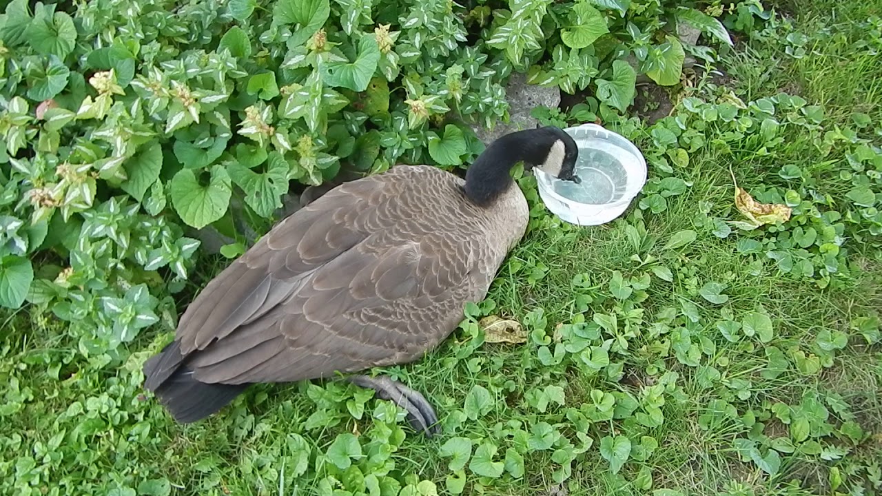 Injured Canada Goose - YouTube
