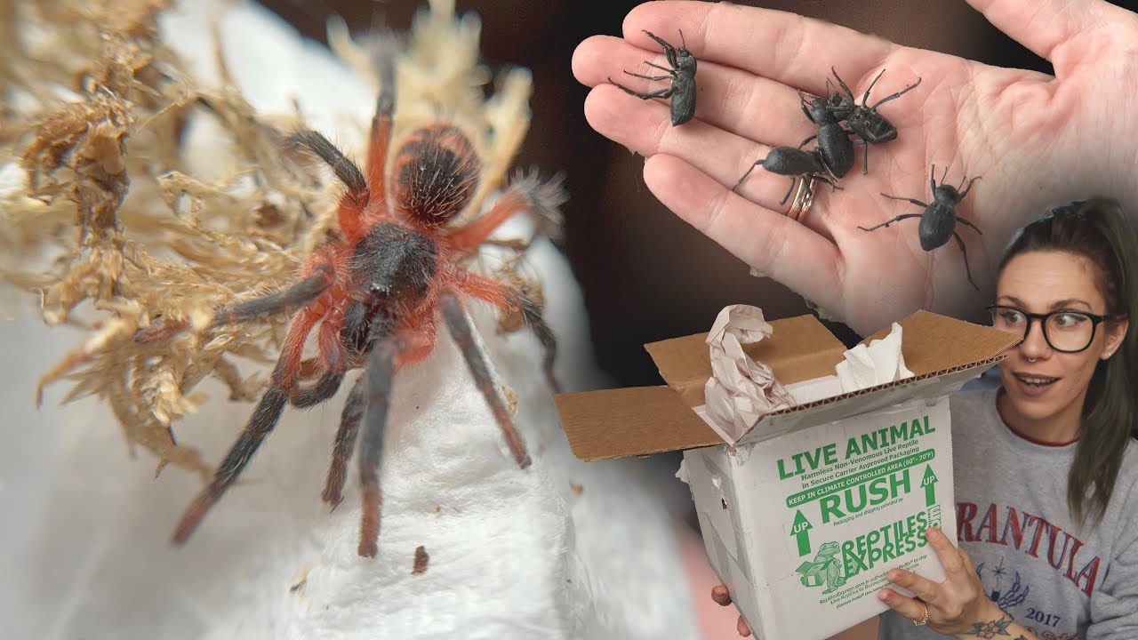 Tarantula UNBOXES HERSELF!.. GOTH Beetles + RARE Lava Spider is ...