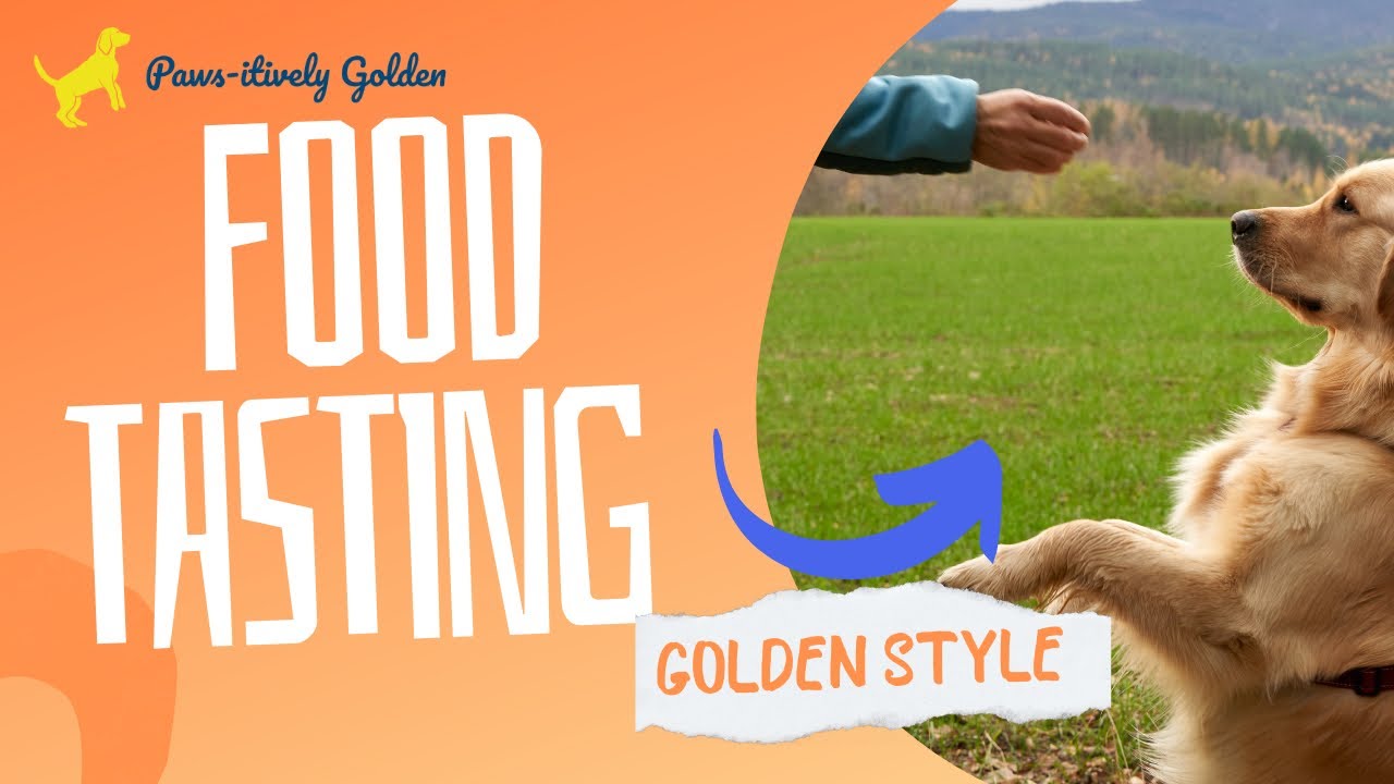 GOLDEN RETRIEVER DOG AS FOOD CRITIC #dog #goldenretriever #doglover # ...