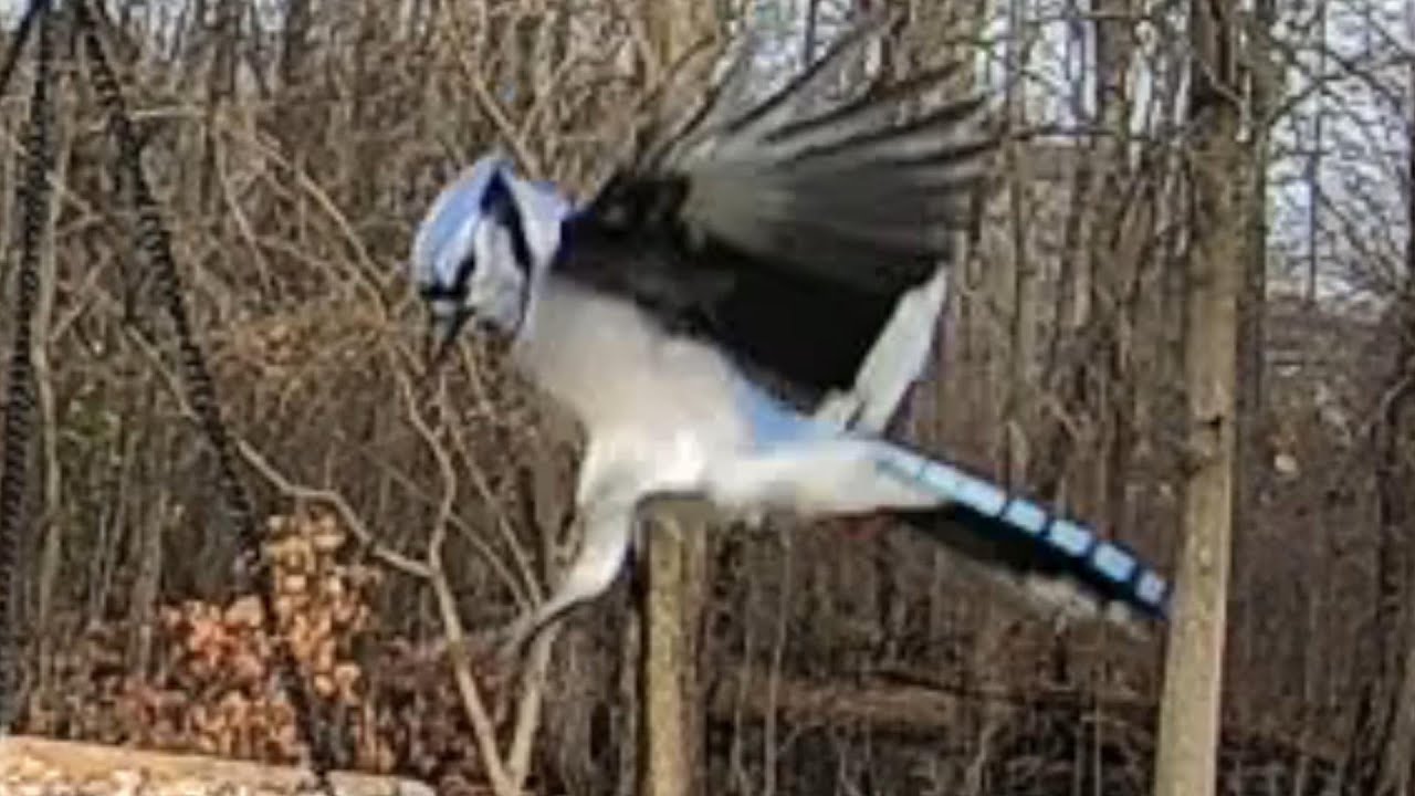 European Starlings, Crows, Blue Jay and Other Birds Visit My Bird ...