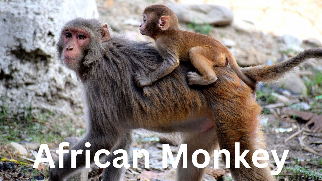Discovering the Fascinating World of African Monkeys - YouTube