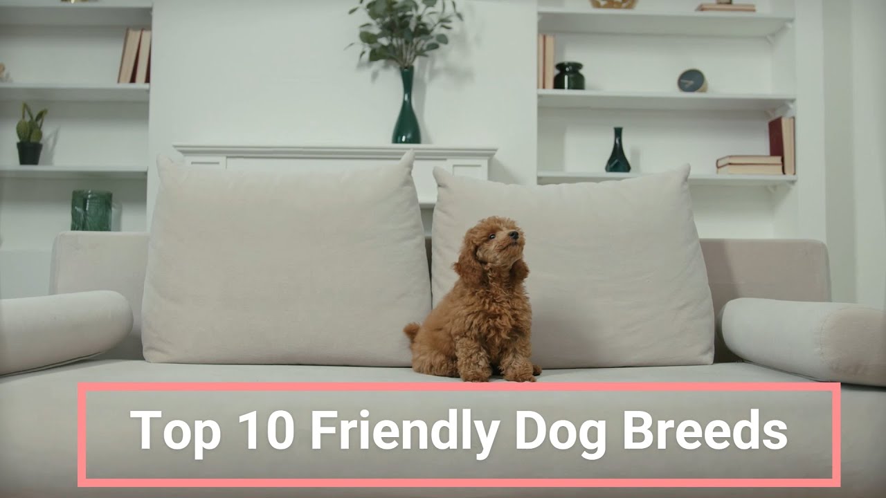 Top 10 Friendly Dog Breeds - YouTube