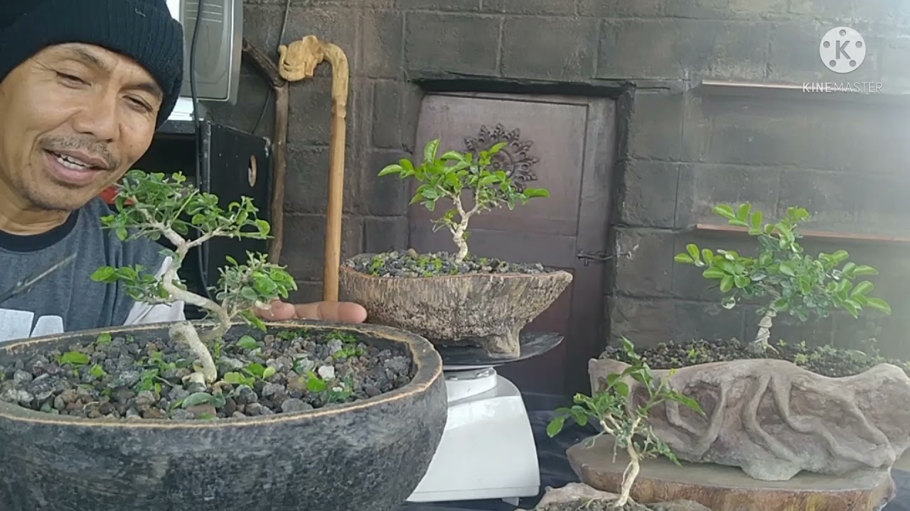 BONSAI.KEMUNING BIAR LEBIH CEPAT JADI KESAN TUANYA .. 👍 - YouTube