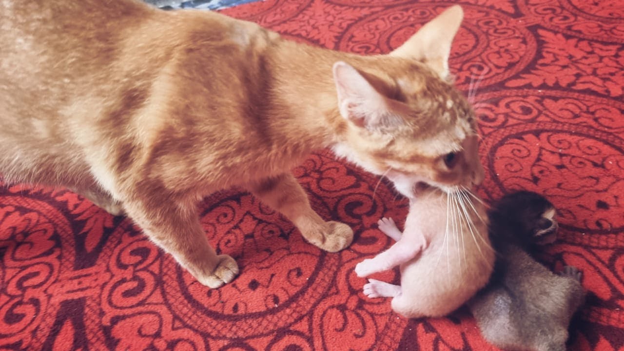 MAMA KUCING BAWA PULANG ANAKNYA , ANAK KUCING BARU LAHIR - YouTube