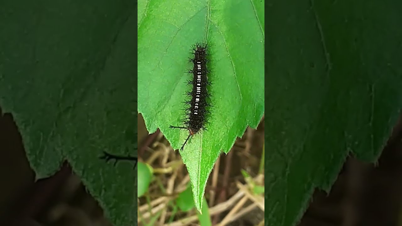 Caterpillar of Ariadne Ariadne or Angled Castor Butterfly || Planet N ...