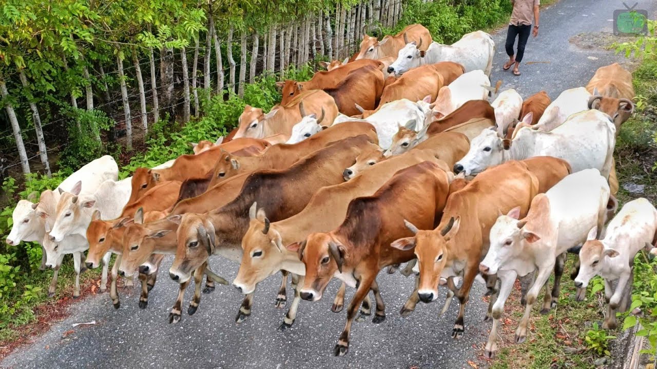 Mengembala Banyak Sapi Lembu Jinak Dan Gemuk Berkeliaran di jalan ...