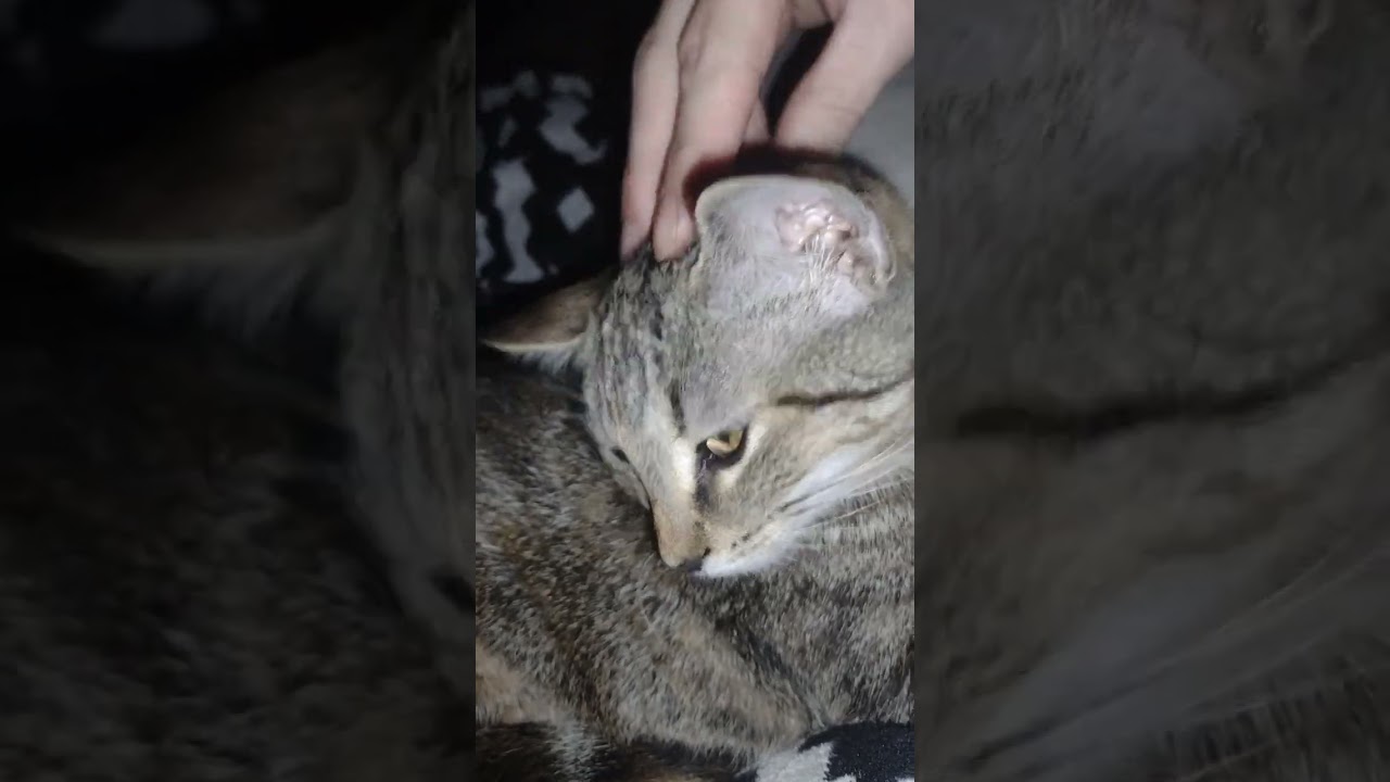 Head Rub Youtube