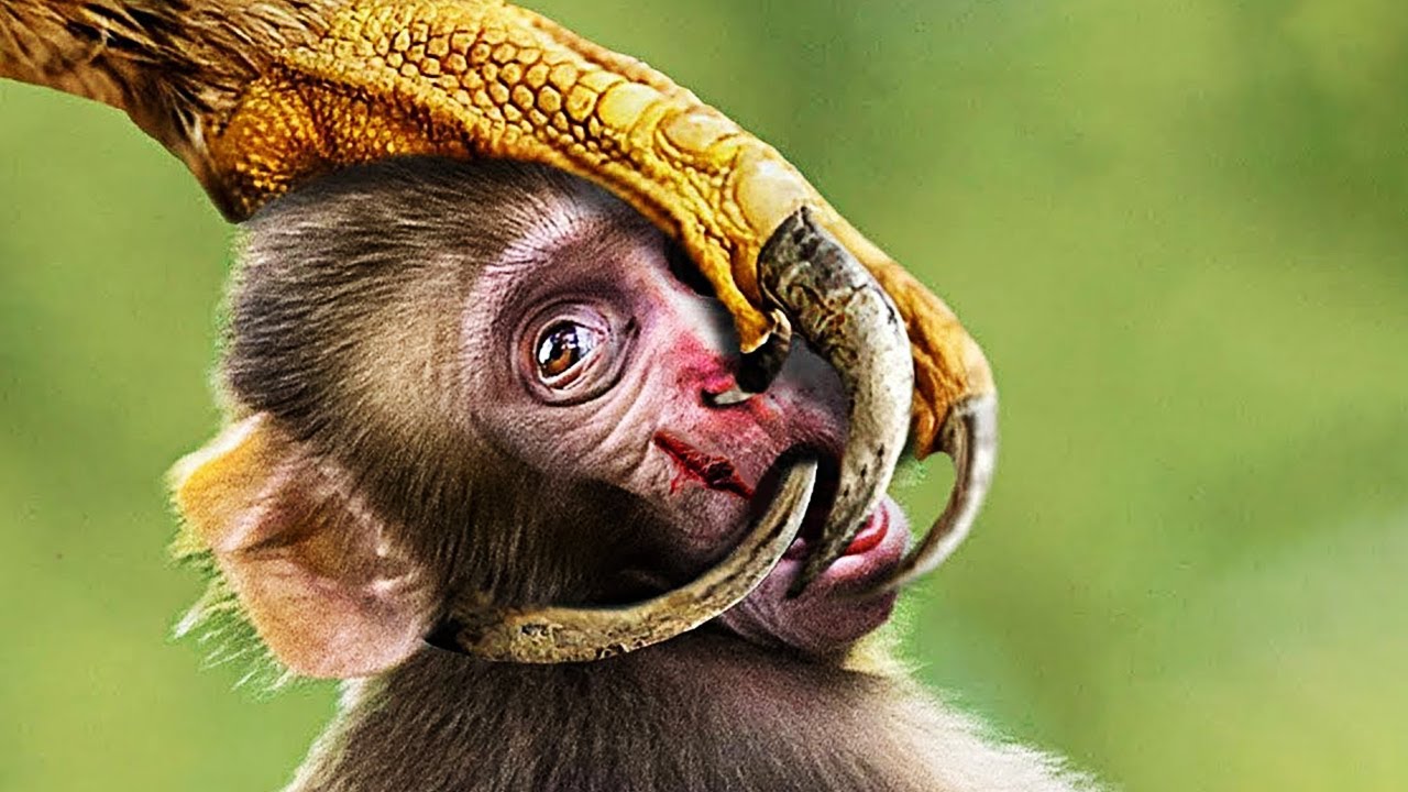 World's Most Evil Animal Babies - YouTube