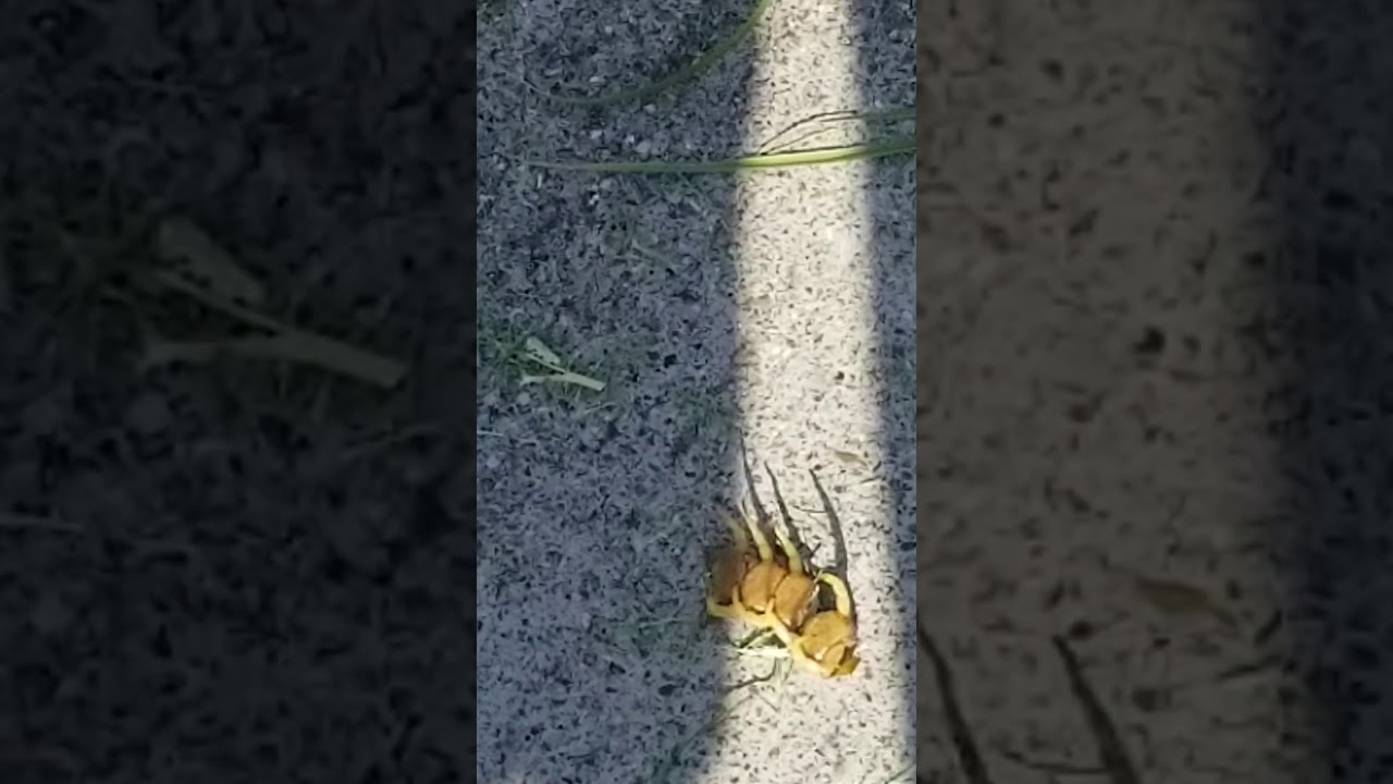 I killed a bug that is huge 😱😱😱😇😇😇 - YouTube