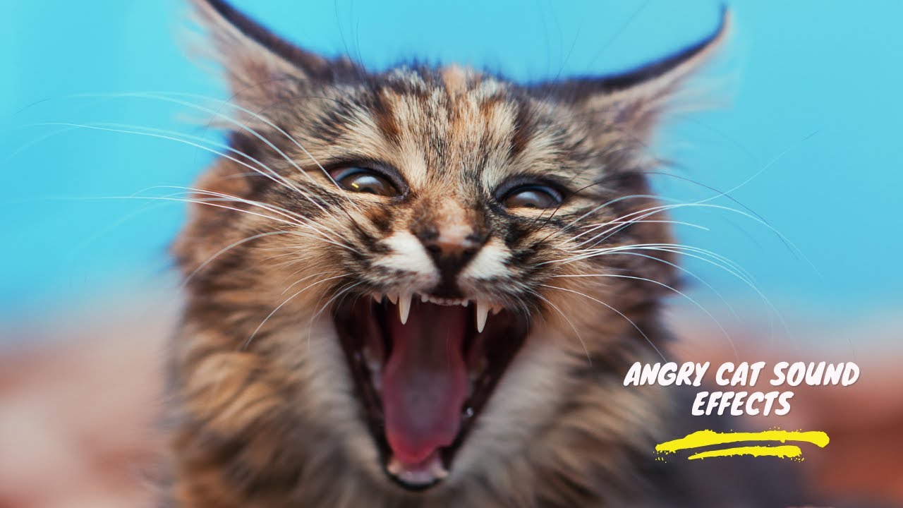 Angry Cat Sounds Cat Sounds Cat Angry Sound Effect Angry Cat Cat angry-cat-sounds-cat-sounds-cat-angry-sound-effect-angry-cat-cat