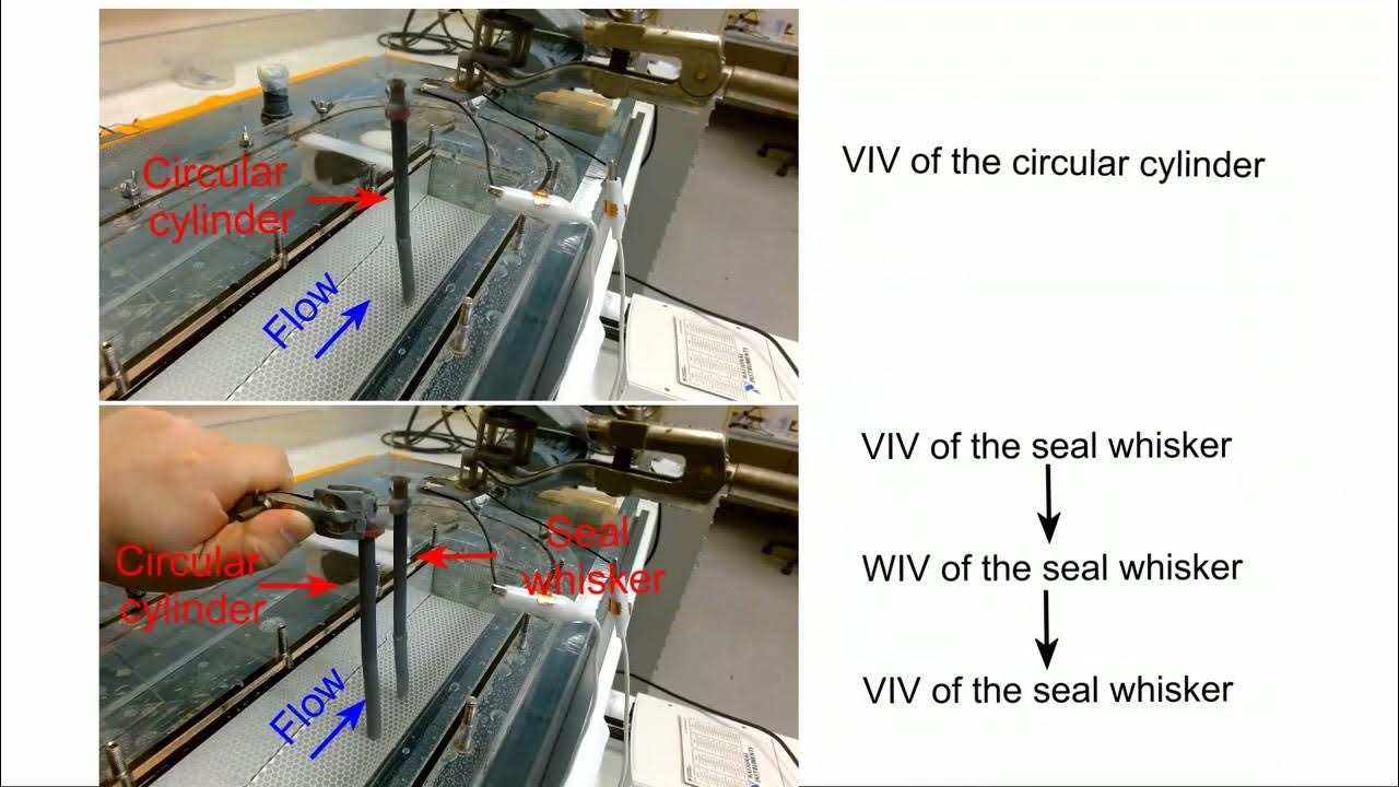 The wake-induced vibration and vortex-induced vibration of the seal whisker in experiments - YouTube
