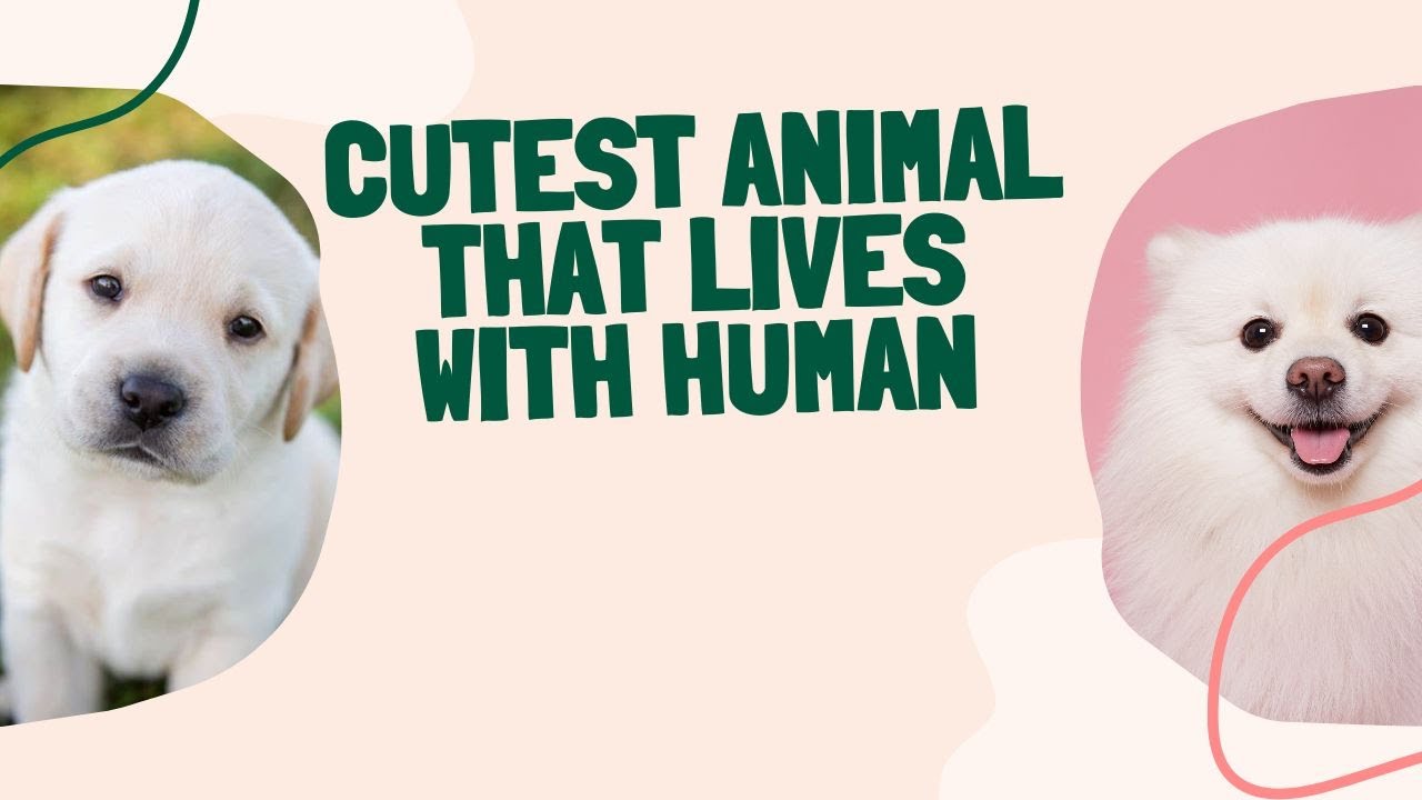 CUTEST ANIMAL THAT LIVES WITH HUMANS AND THEIR FEATURES - YouTube
