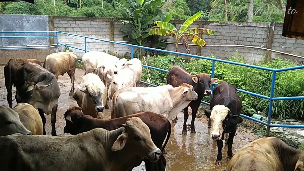 Keunggulan Sapi BX - YouTube