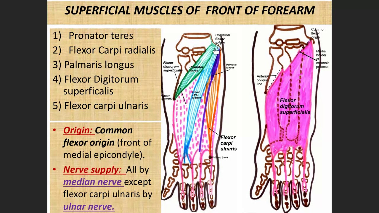 Superficial muscles of front of forearm (Lecture 5) - YouTube