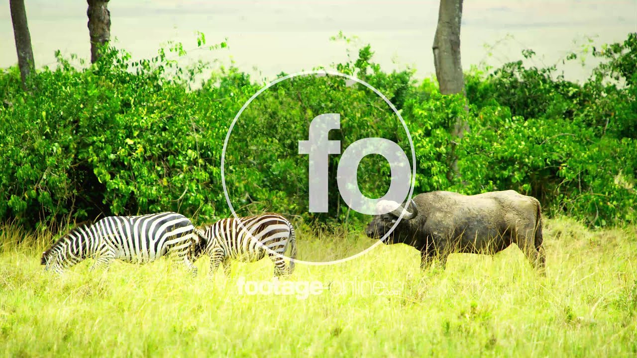 Zebras Buffalo Stock footage 014902 UHD - YouTube
