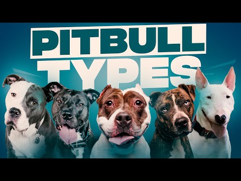 Types Of Pitbulls: 7 Of The Most Popular Types Of Pitbull Dog Breeds