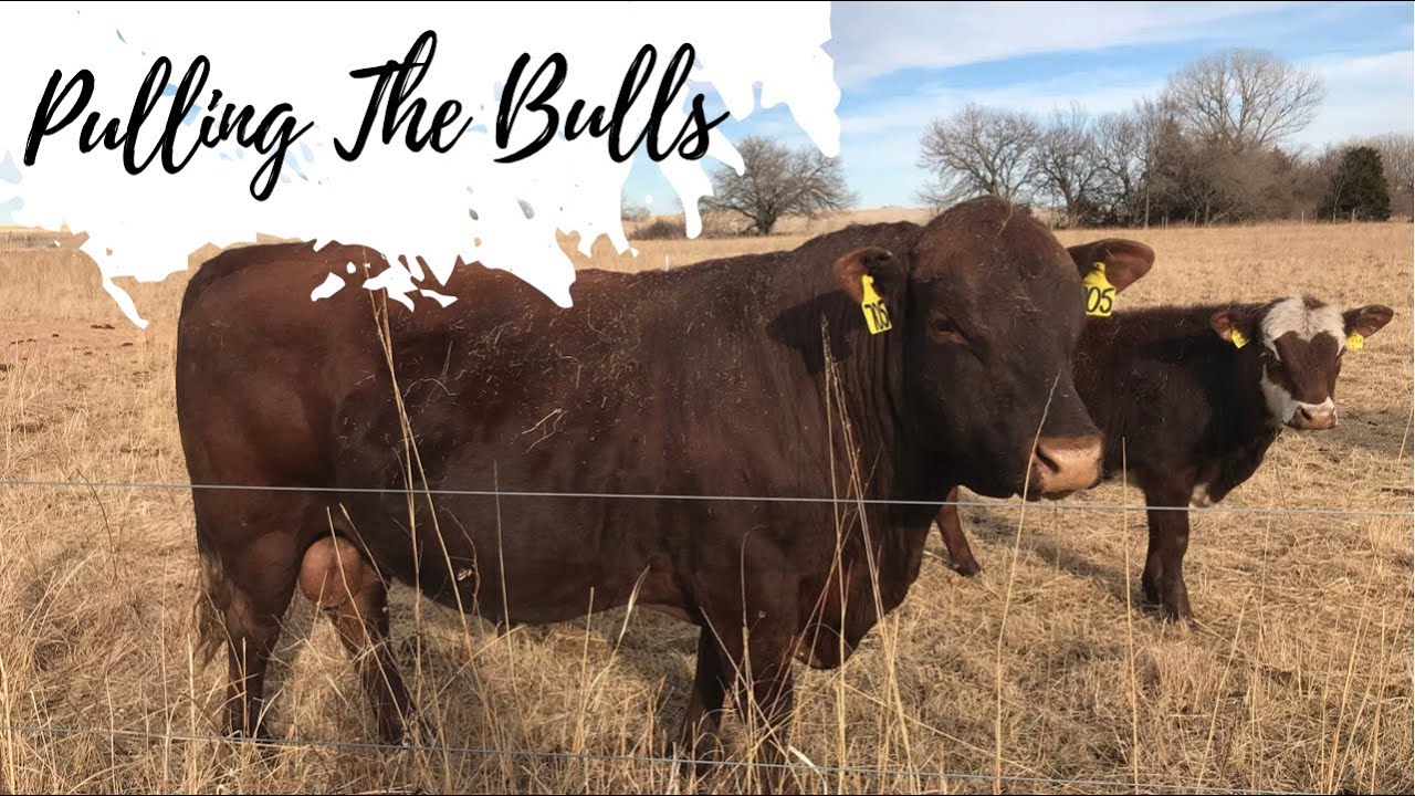 Pulling Our South Poll Bulls | Keeling Farm Vlog - YouTube