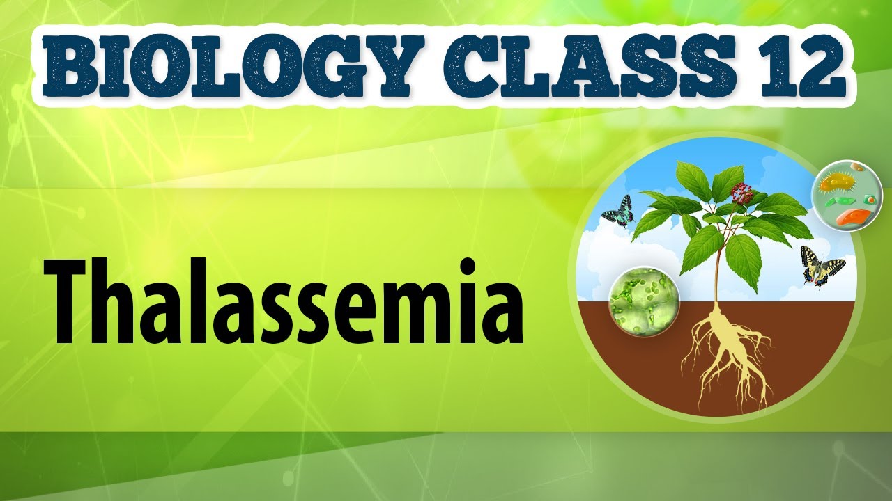 Thalassemia - Chromosomal Basis of Inheritance - Biology Class 12 - YouTube