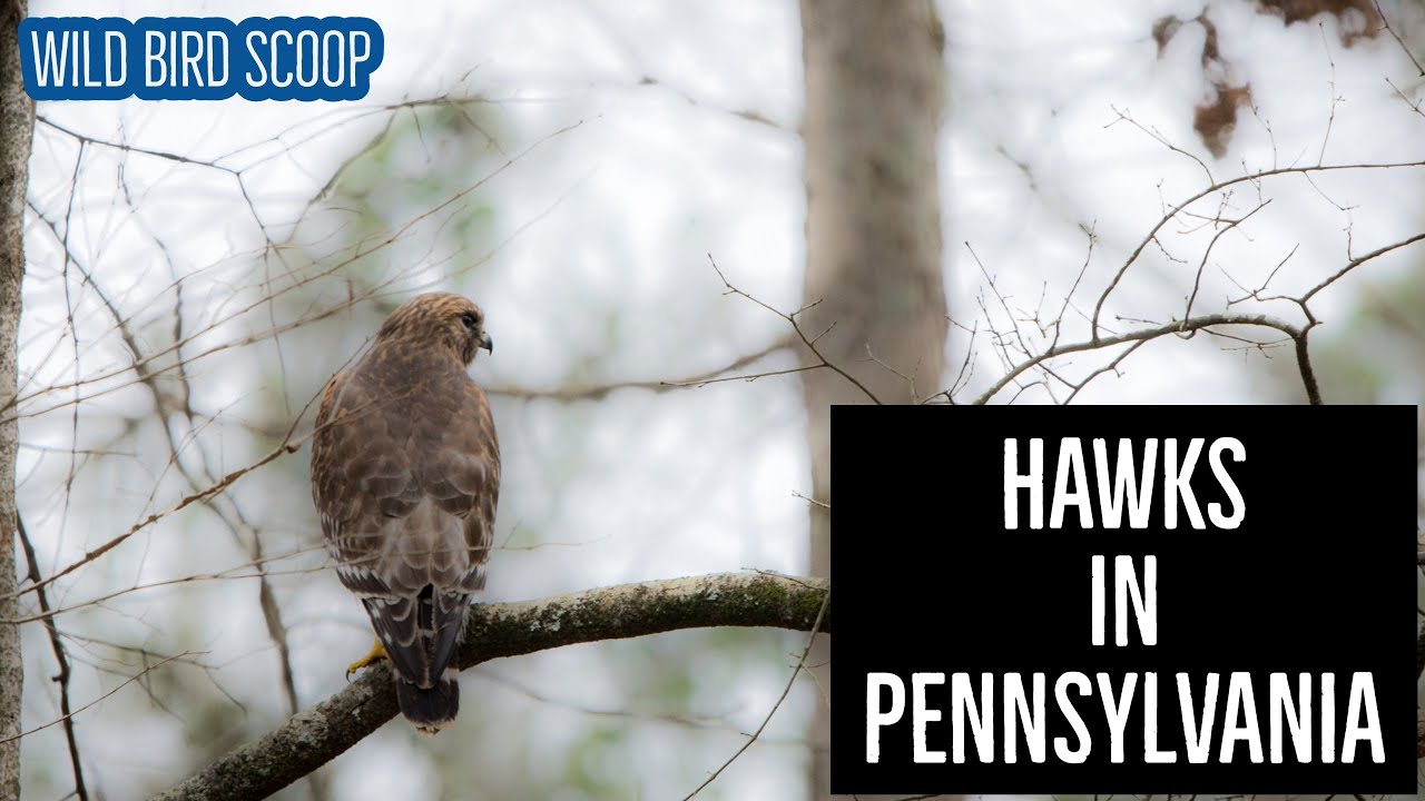 Hawks In Pennsylvania: Search For All 9 Species - YouTube