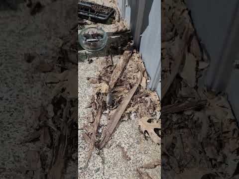 What the Fawk is that - YouTube