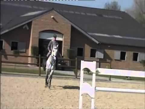 Cartis `Sporthorses from Holland` FOR SALE peter bulthuis - YouTube