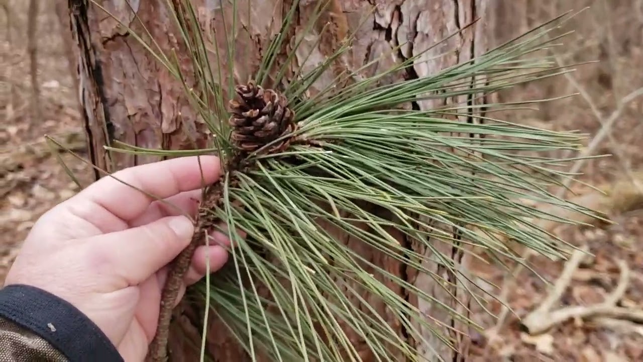 Pinus Resinosa Needles