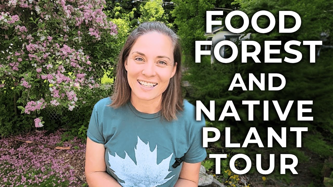 Transforming Suburbia: Food Forest & Native Garden Tour - YouTube