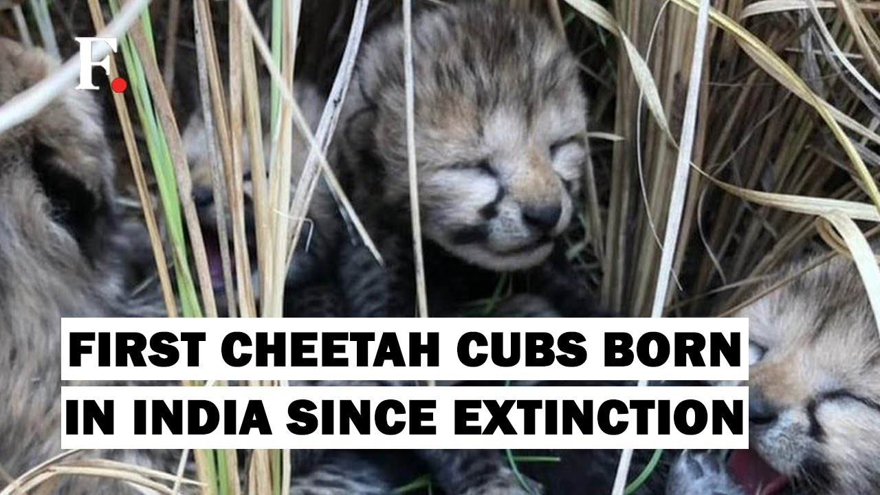 India Rejoices As Cheetah Gives Birth To 4 Cubs Since Extinction - YouTube