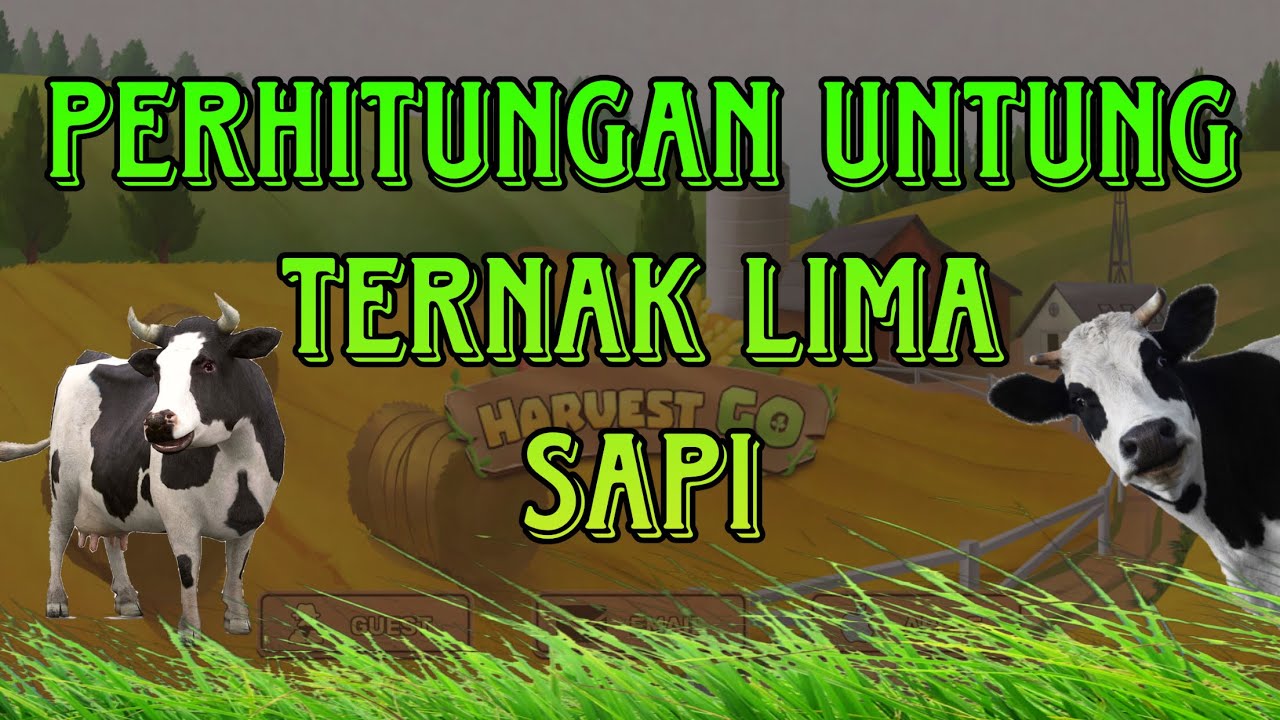 PERHITUNGAN TERNAK SAPI DI GAME HARVEST GO - YouTube