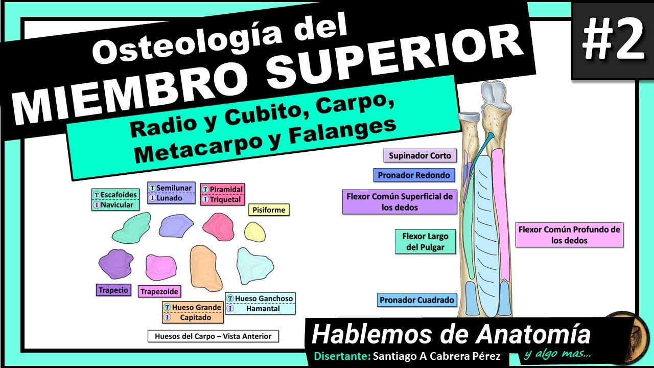 🔴 #2👉OSTEOLOGIA DEL MIEMBRO SUPERIOR 🟩 RADIO Y CUBITO, CARPO, METACARPO ...