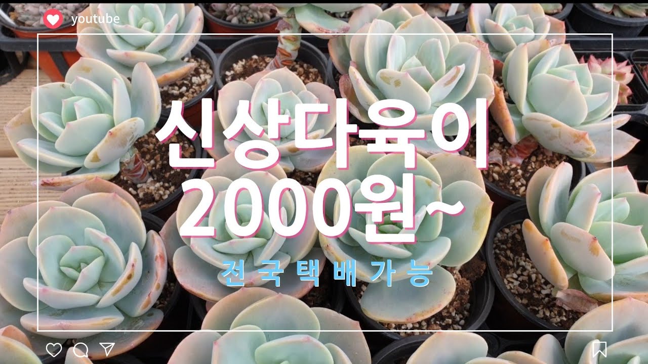 별난다육 예쁜 다육이들 종류 많아요다육이 다육식물 다육 국민다육 예쁜화분 다육화분 다육이화분 Youtube