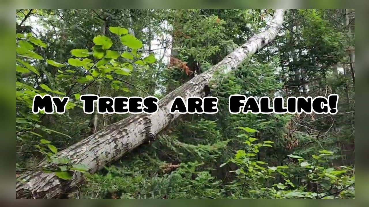 The Inevitability of Aging Trees. - YouTube